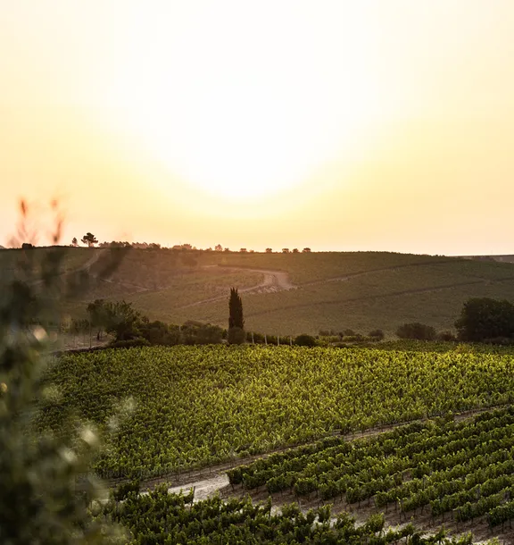 Wine tourism - Quinta da Faísca